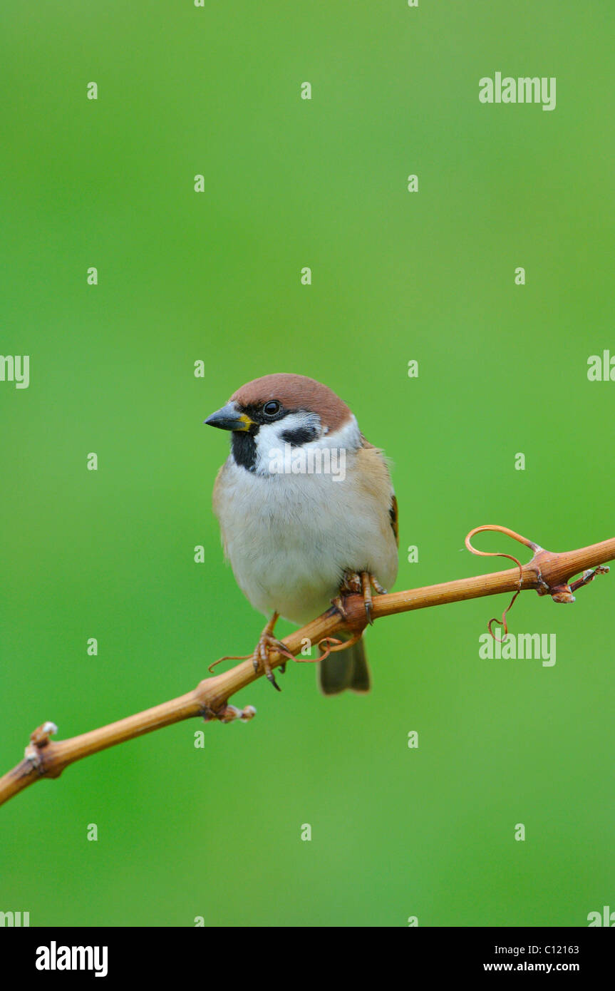 Passer sp hi-res stock photography and images - Alamy