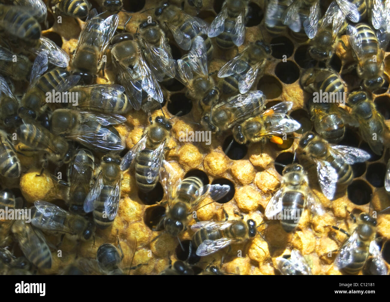 bees work above the new harvest of honey Stock Photo - Alamy