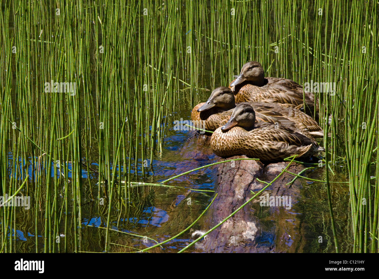American mallards hi-res stock photography and images - Alamy