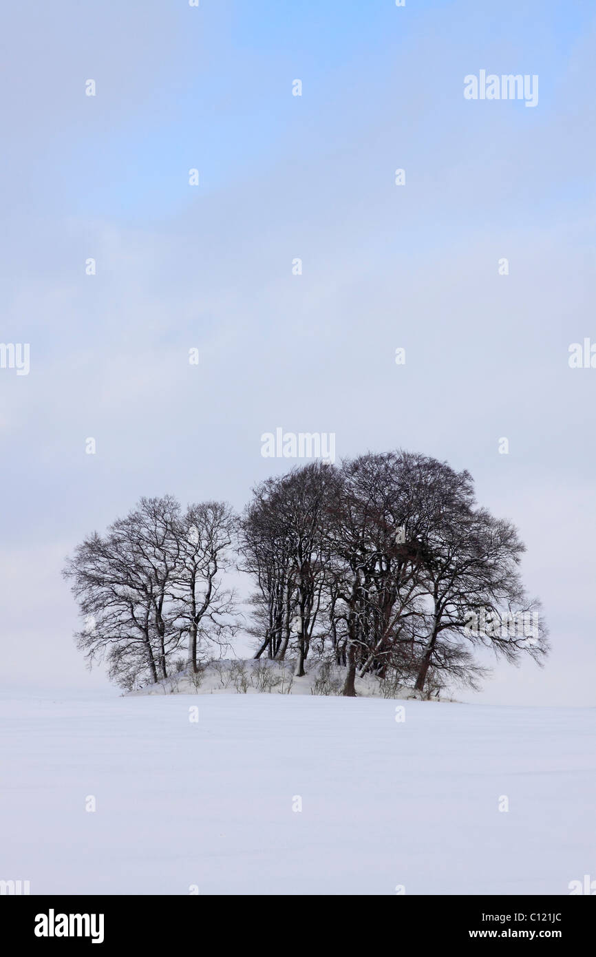 Beech trees (Fagus sylvatica), overgrowing Megalithic grave in winter ...