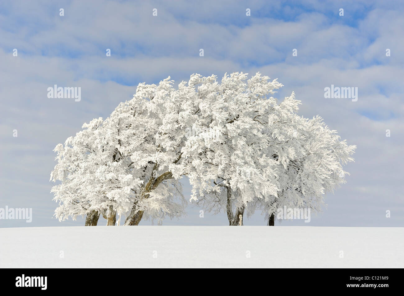 European Beech or Common Beech (Fagus sylvatica), distorted by wind and ...