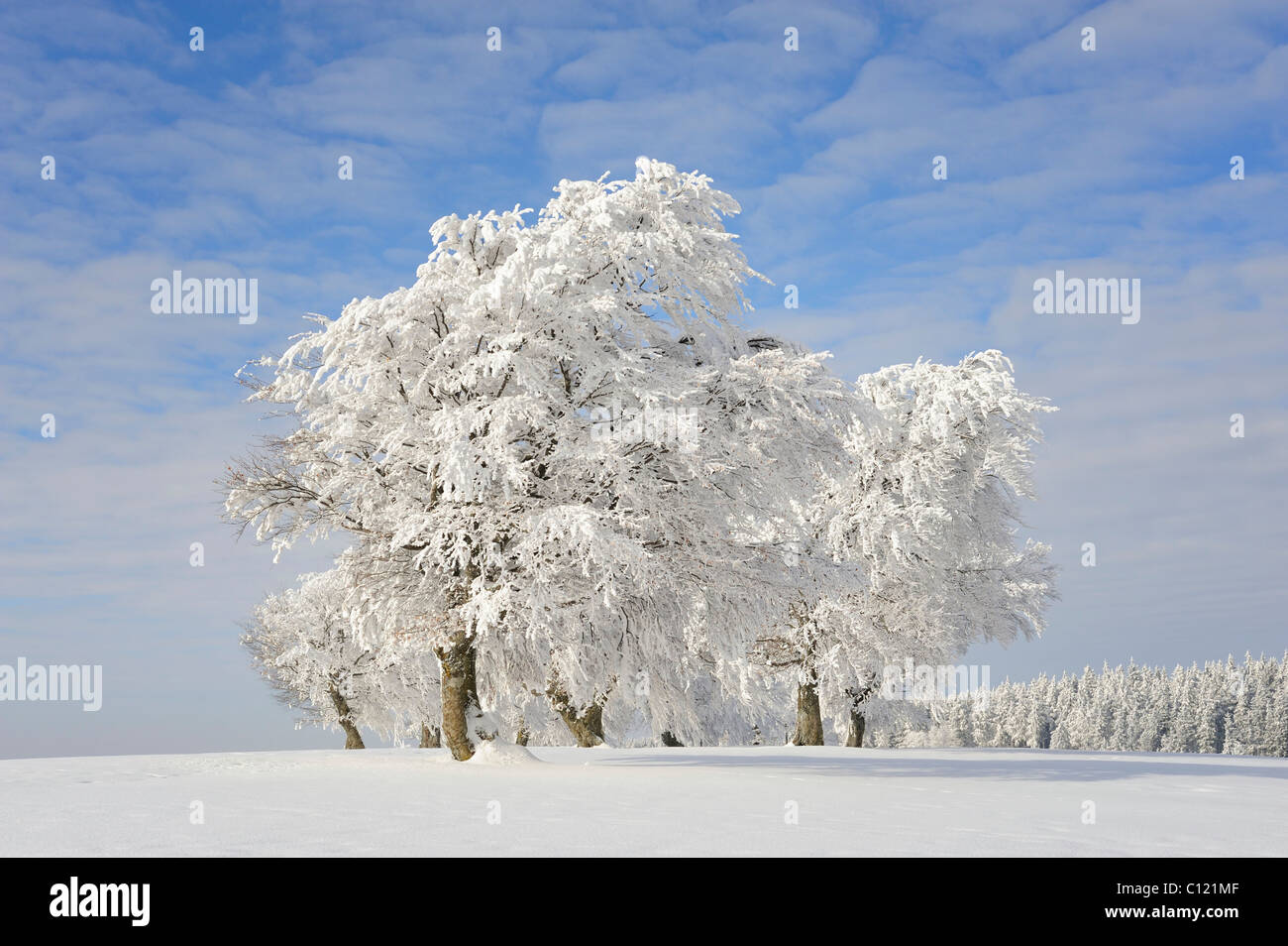 European Beech or Common Beech (Fagus sylvatica), distorted by wind and ...