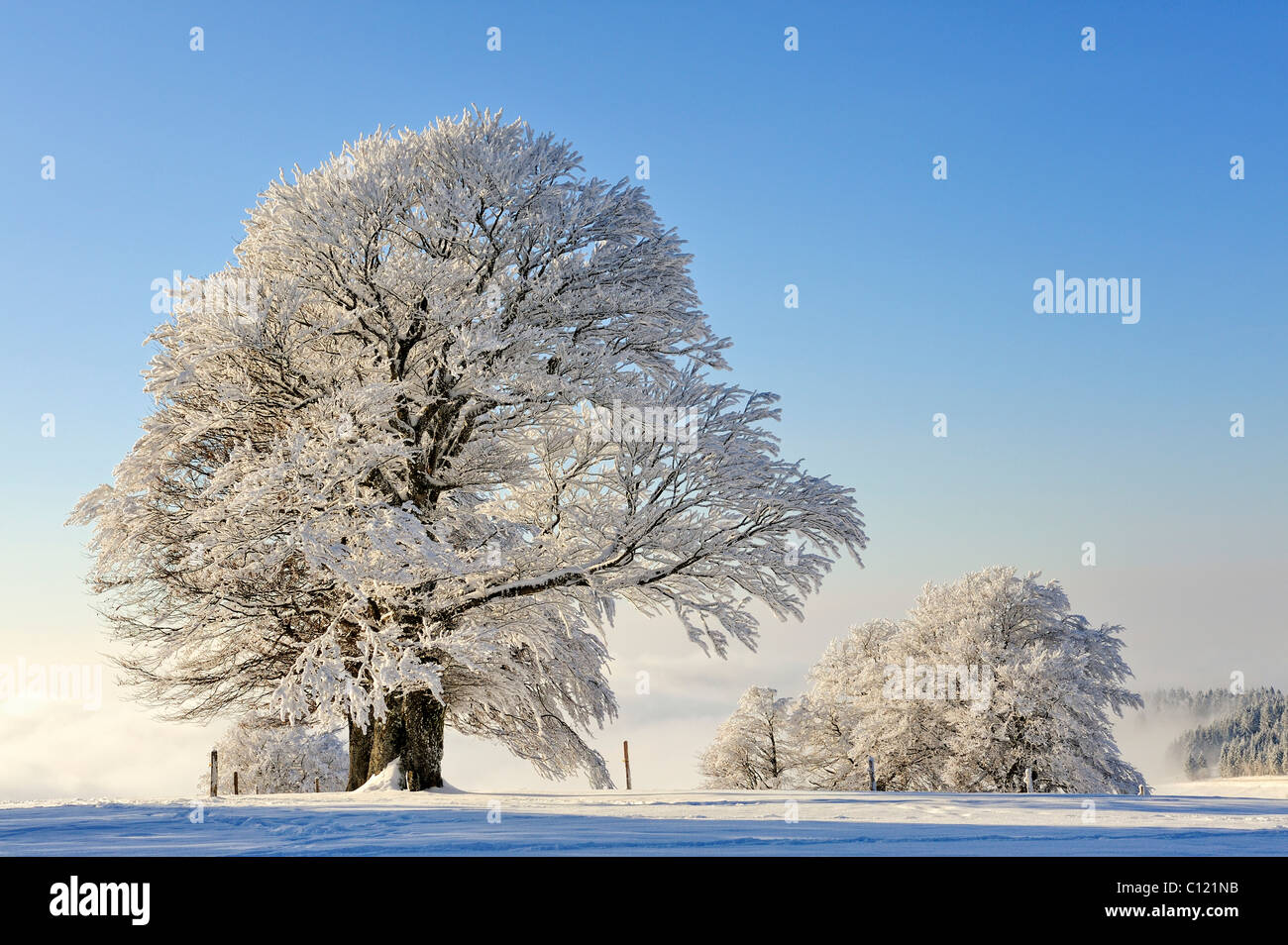 Beech trees frost hi-res stock photography and images - Alamy