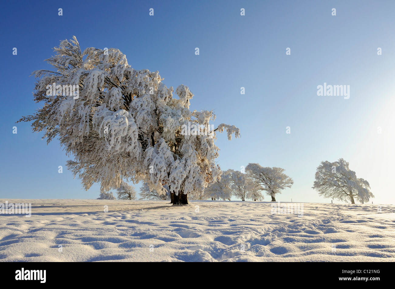 Common beech fagus sylvatica wind hi-res stock photography and images ...