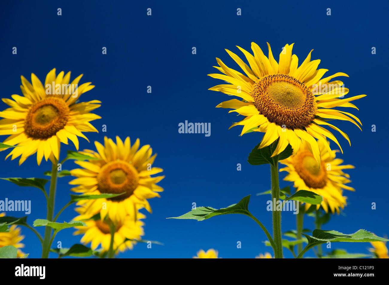 Cultivation of sunflowers in the Indian countryside, Andhra Pradesh ...