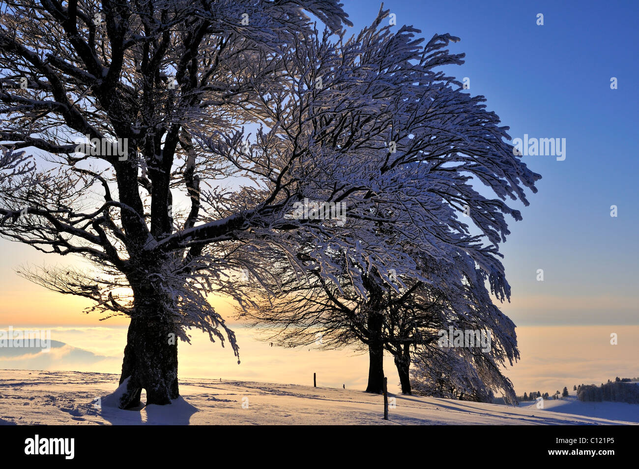 European Beech or Common Beech (Fagus sylvatica), distorted by wind and ...