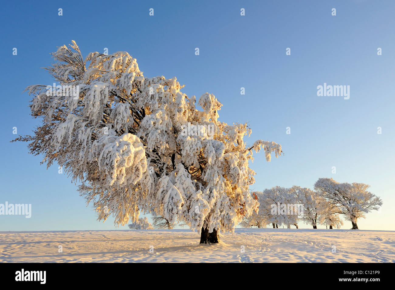 European Beech or Common Beech (Fagus sylvatica), distorted by wind and ...