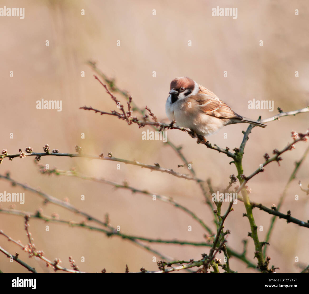 English sparrow tree hi-res stock photography and images - Alamy