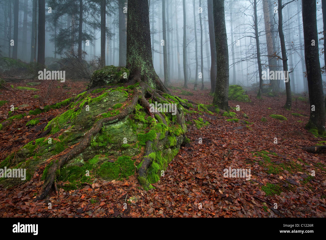 Moss and lichens on spruce trees, Bavarian Forest National Park ...