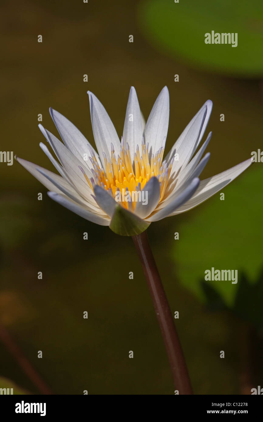 Water lily (Nymphaea colorata), white Stock Photo - Alamy