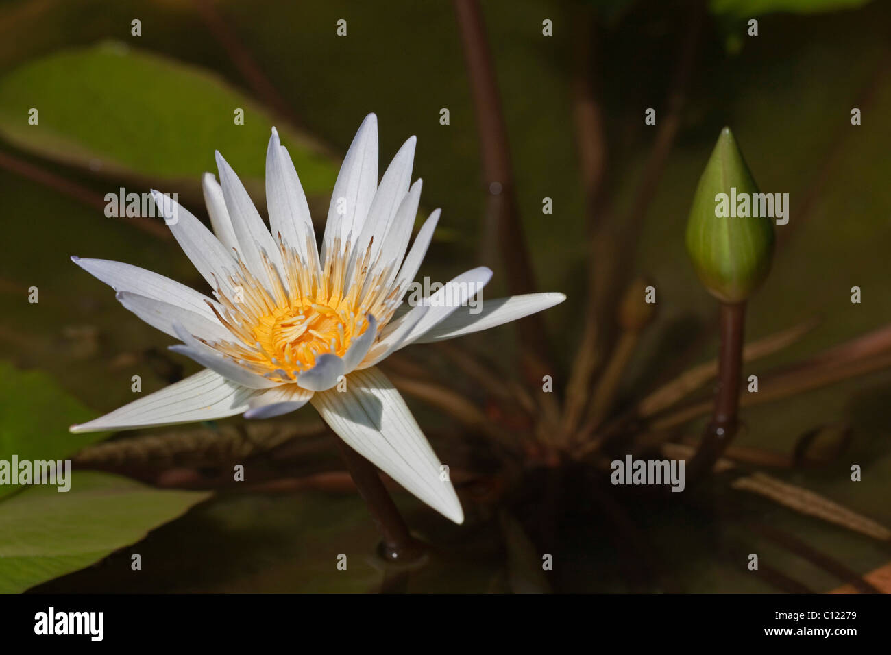 Water lily (Nymphaea colorata), white Stock Photo - Alamy