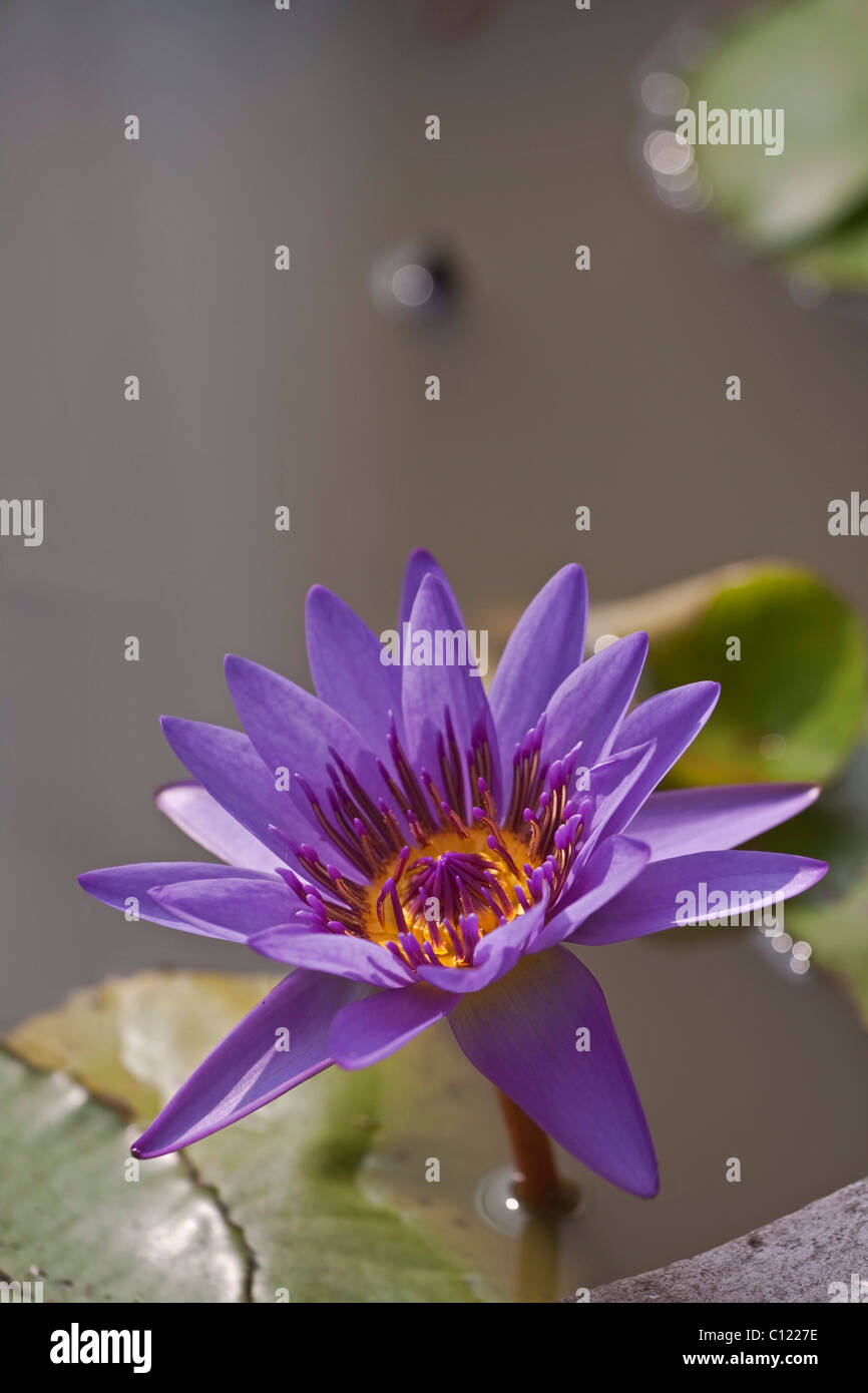 Purple water lilies nymphaea hi-res stock photography and images - Alamy