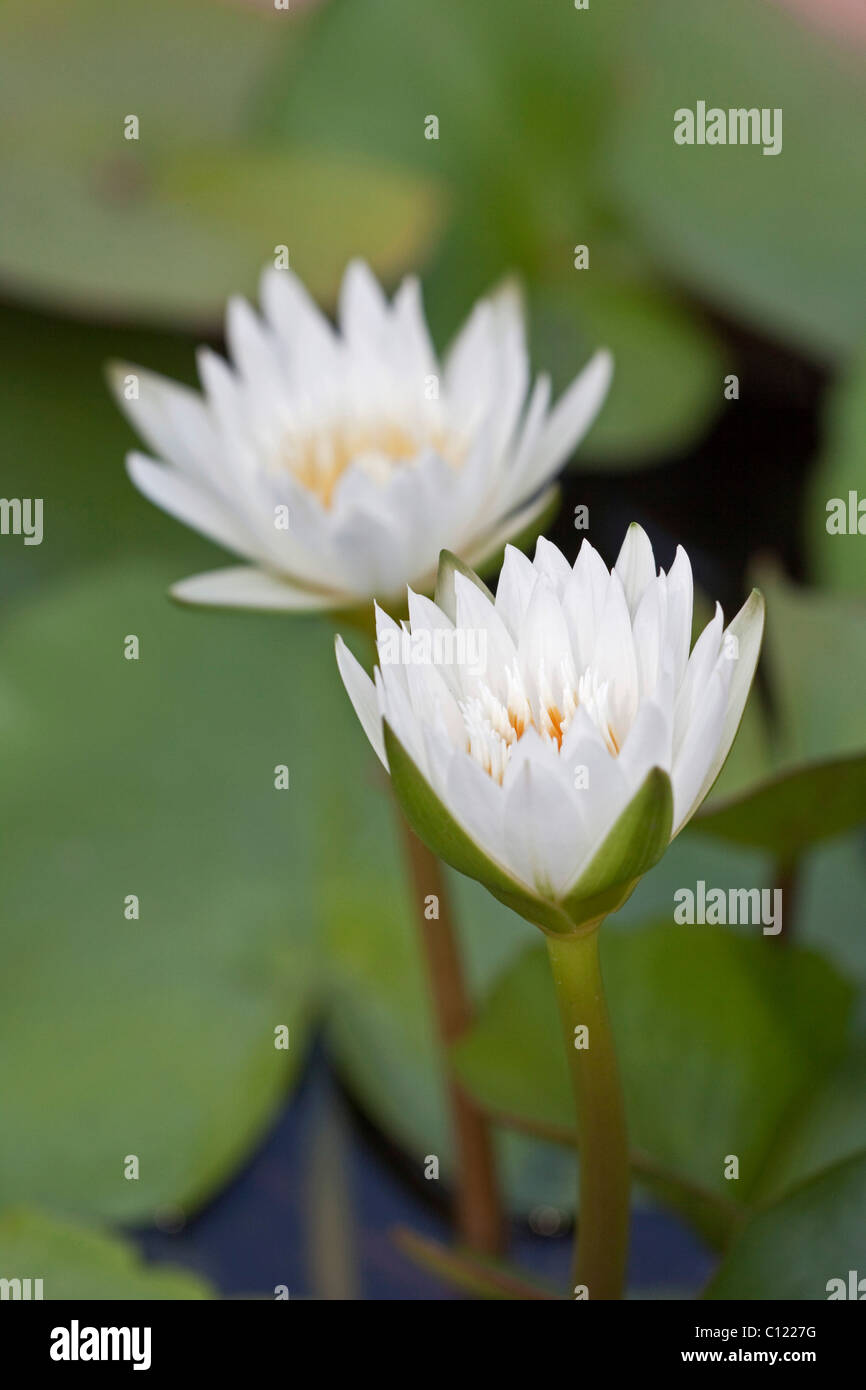 Water lily (Nymphaea colorata), white Stock Photo - Alamy