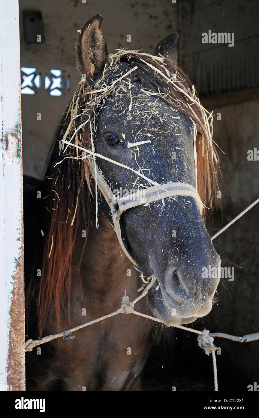 Horse, portrait, straw, hay, horse stables, horse riding, stud farm ...