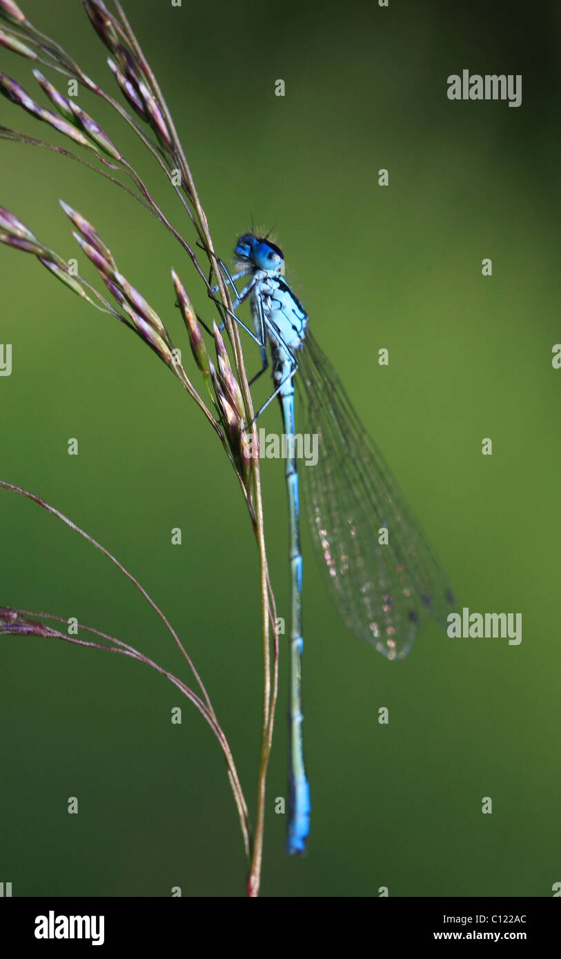 A blue damselfly Stock Photo - Alamy