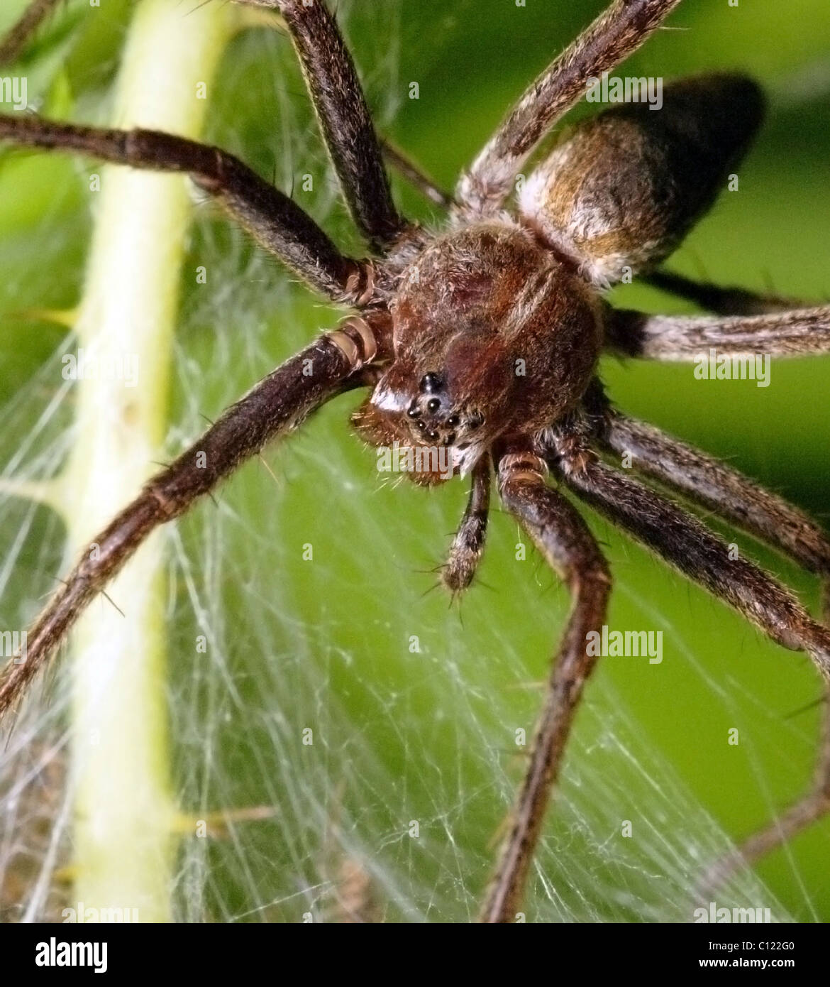 Spider ready to attack hi-res stock photography and images - Alamy