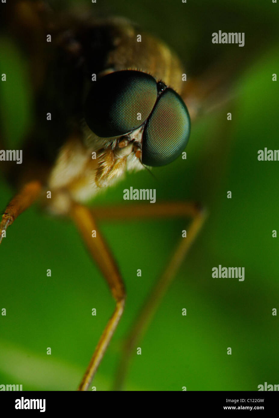 Fly compound eyes hi-res stock photography and images - Alamy