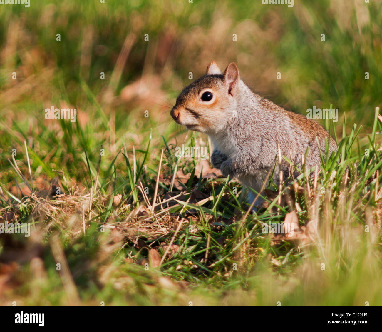 Grey Squirrel (Sciurus carolinensis) sitting enjoying the Evening Sun ...