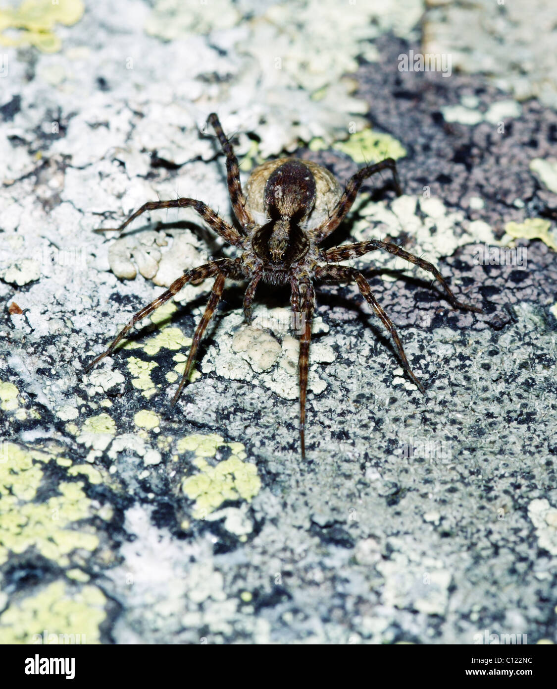 Spider on a rock Stock Photo - Alamy