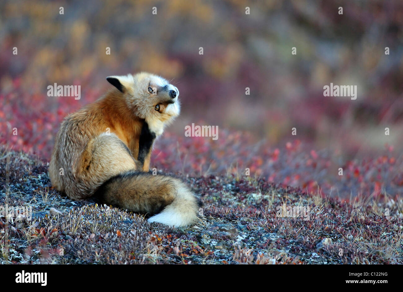 Fox (Vulpes vulpes) scratching itself at daybreak, Denali National Park ...