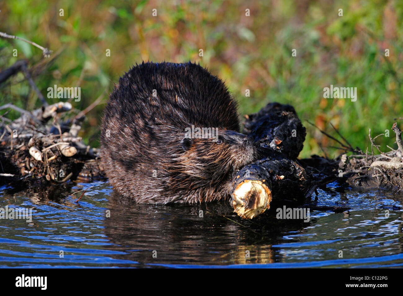 American beaver canadensis hi-res stock photography and images - Alamy