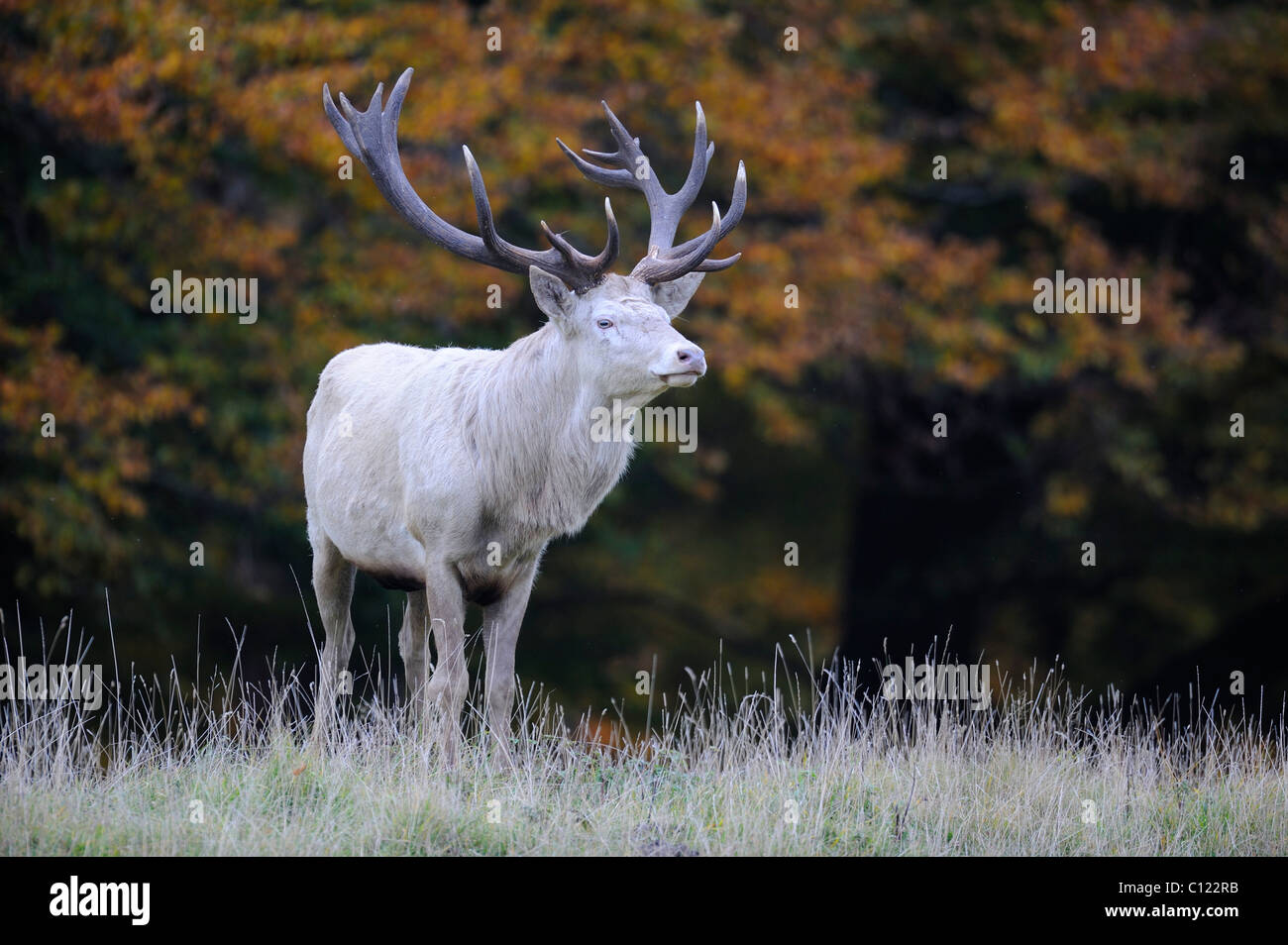 Red Deer (Cervus elaphus), white stag in autumn, Jaegersborg, Denmark ...