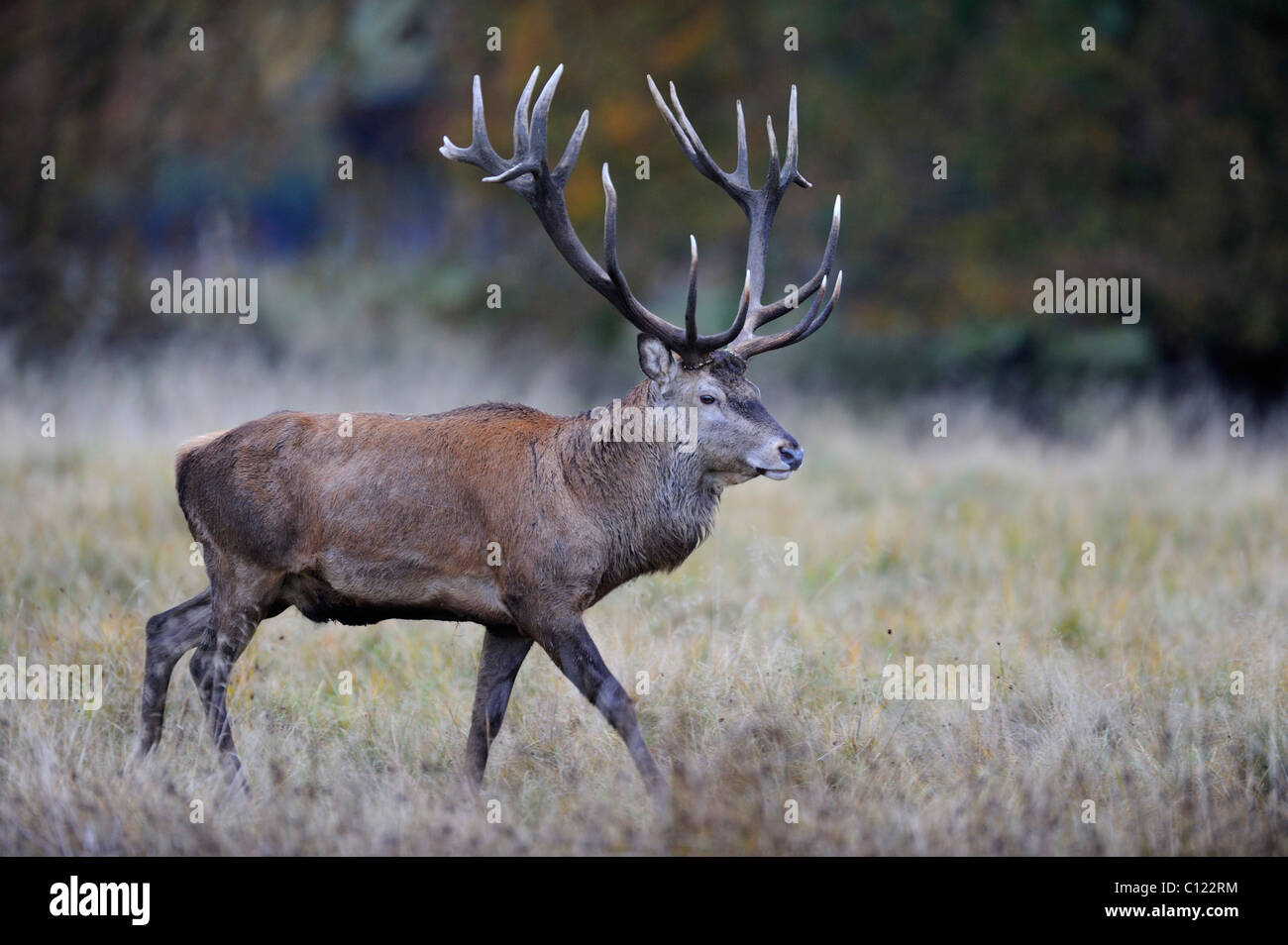 Mammals of denmark hi-res stock photography and images - Alamy