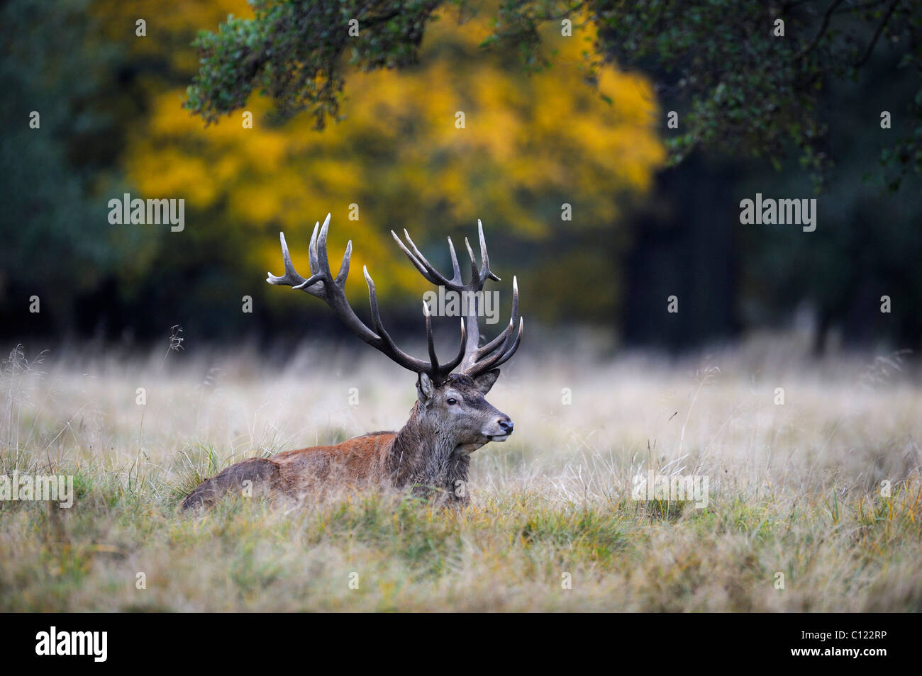 Red Deer (Cervus elaphus) stag, Jaegersborg, Denmark, Scandinavia ...