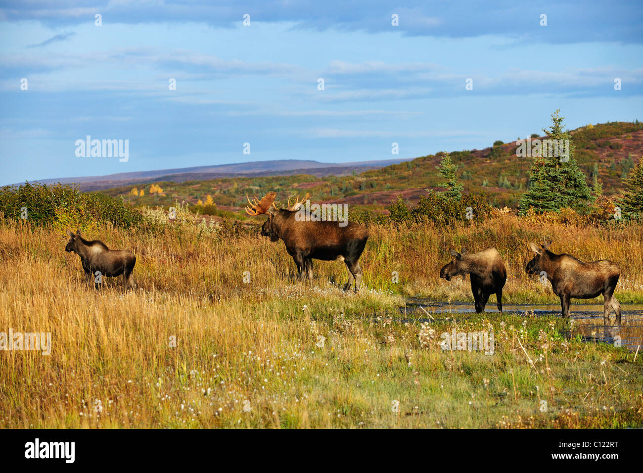 Moose (Alces alces) during rutting season, bull, young bull, cow and a ...