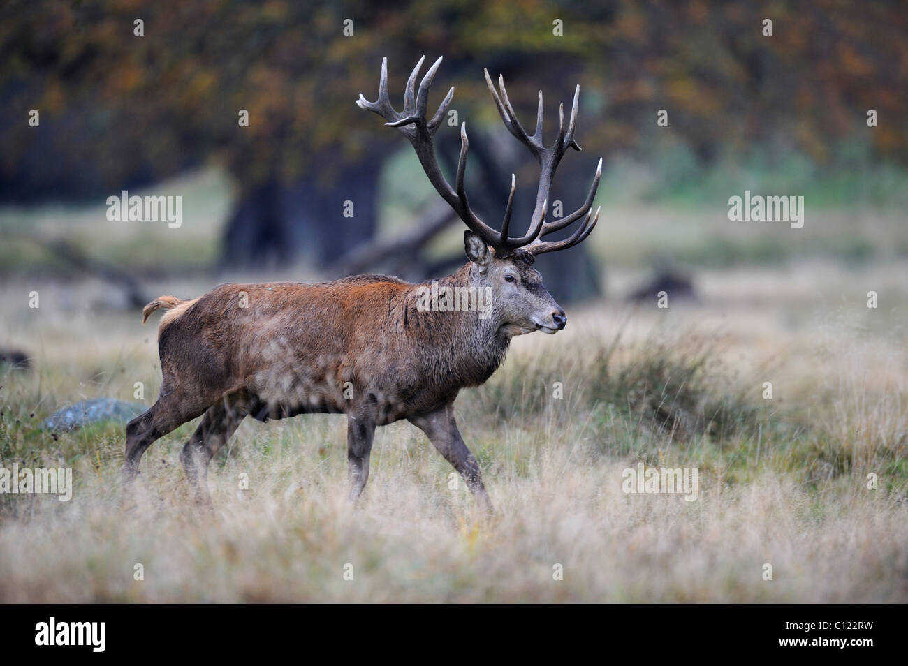 Stag photos hi-res stock photography and images - Alamy