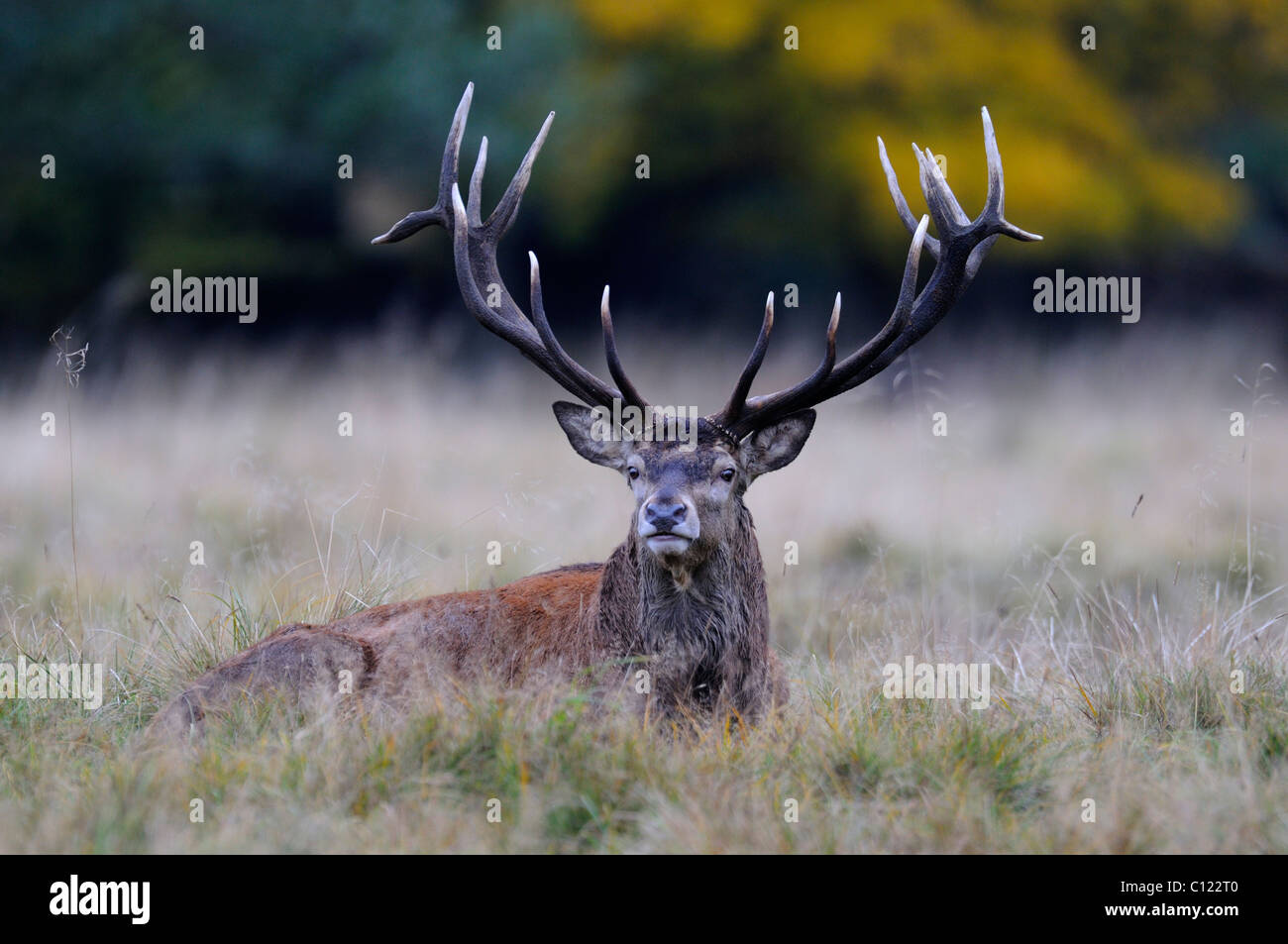 Male european red deer cervus hi-res stock photography and images - Alamy