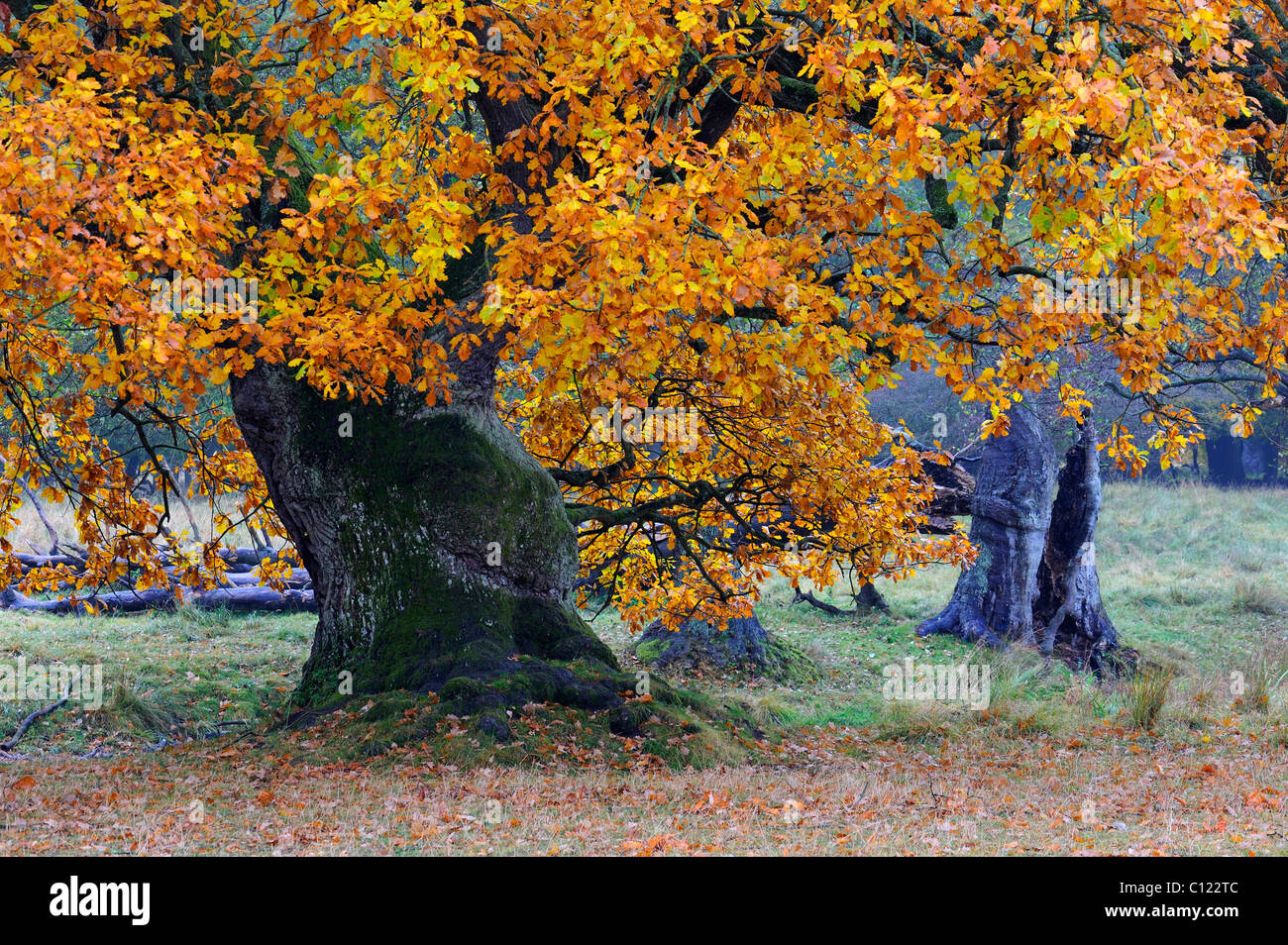 Pedunculate Oak (Quercus robur), autumn-colored ancient oak ...
