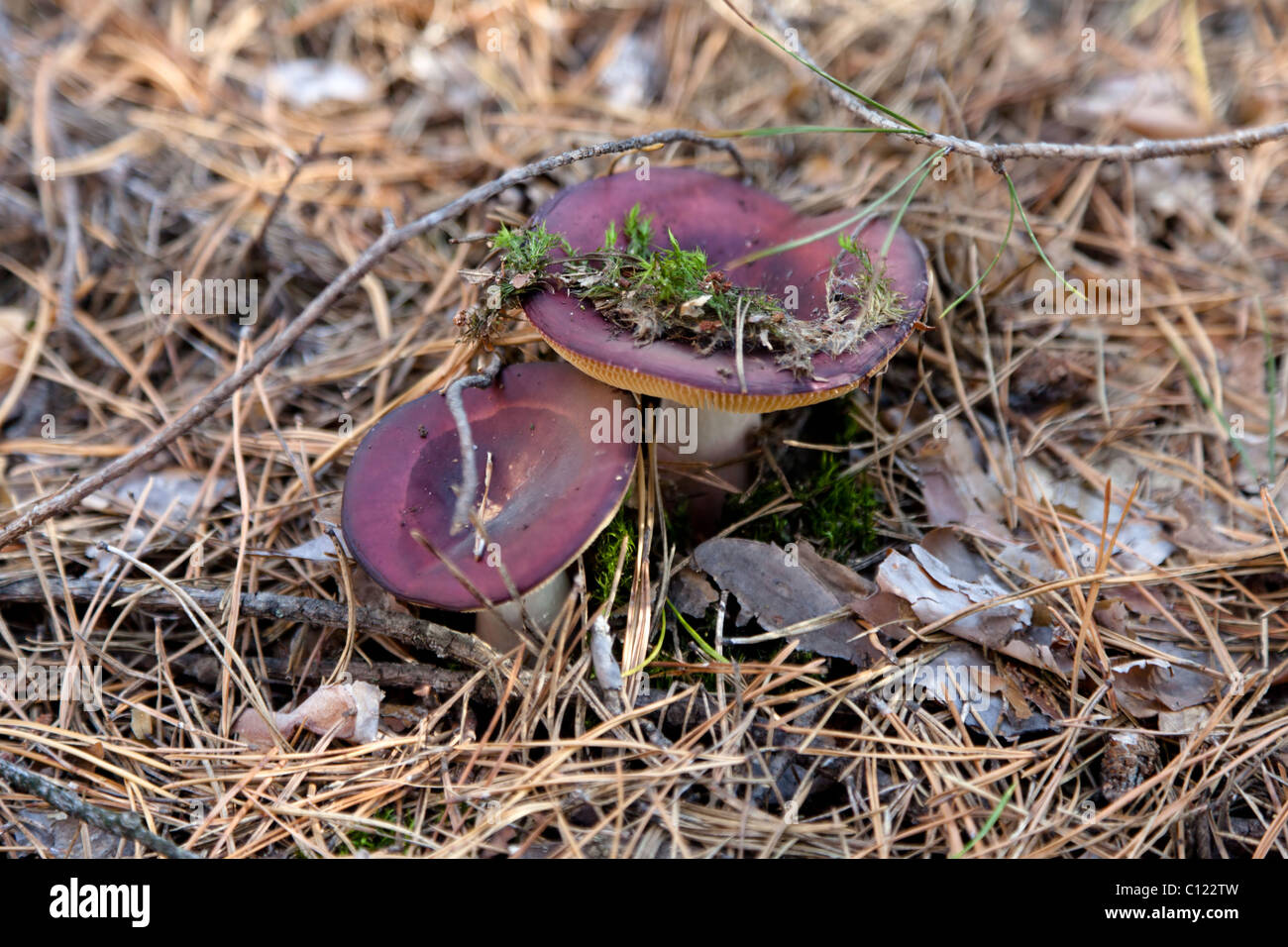 Russula mushrooms in the forest Stock Photo - Alamy