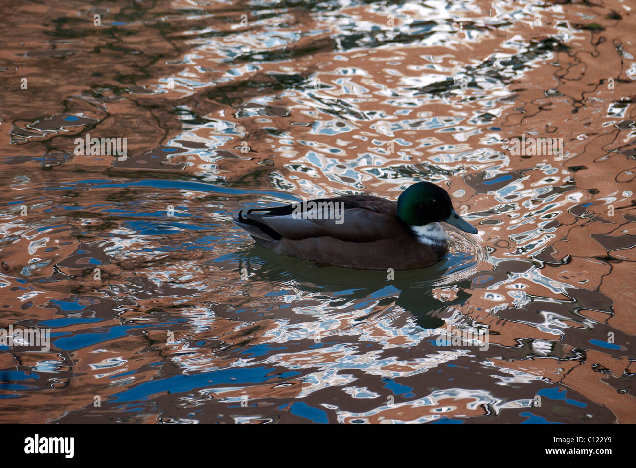 Luminescent duck, Abbey Stream Abingdon Stock Photo - Alamy