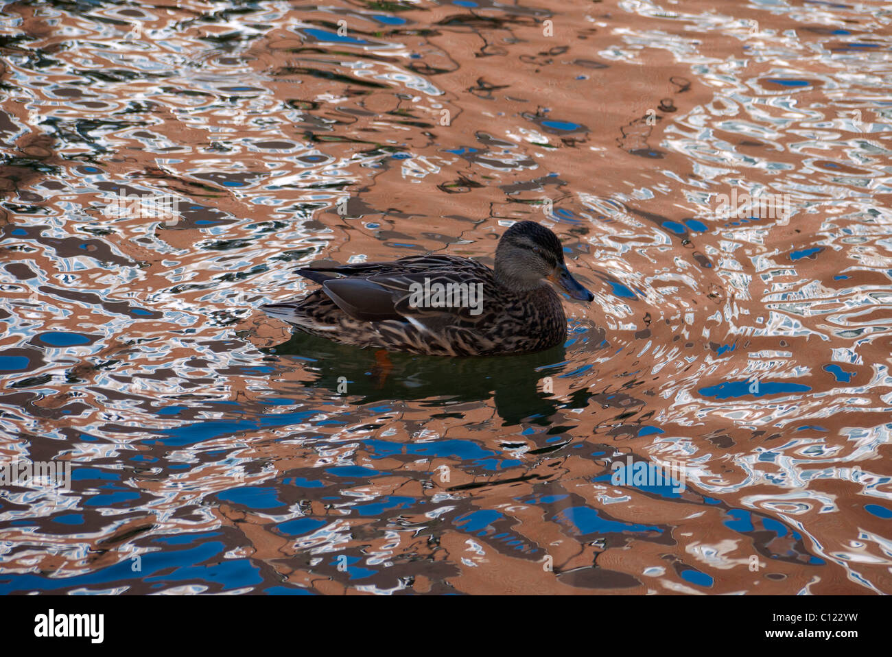 Luminescent duck, Abbey Stream Abingdon 2 Stock Photo - Alamy