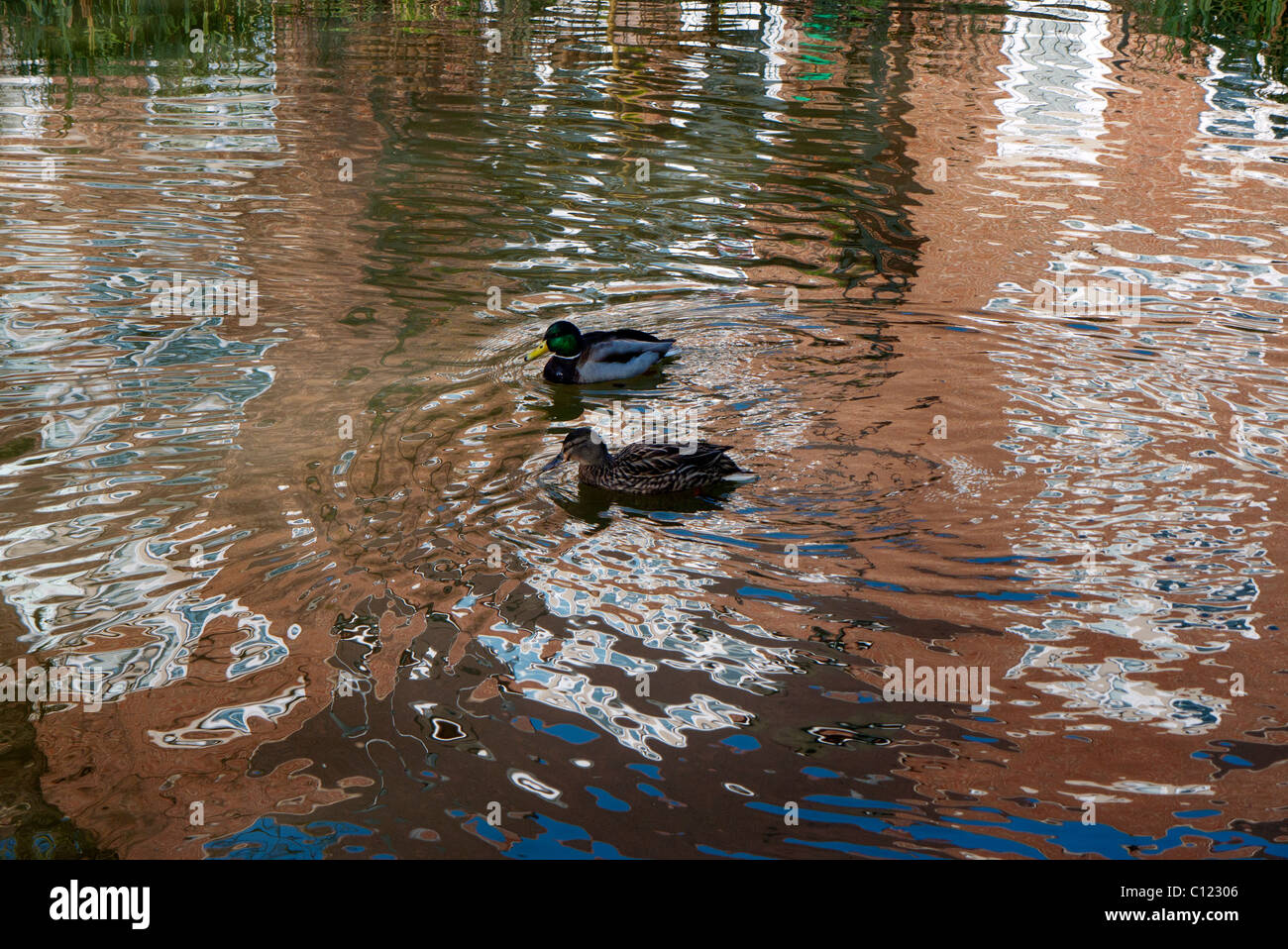 Luminescent ducks, Abbey Stream Abingdon Stock Photo - Alamy