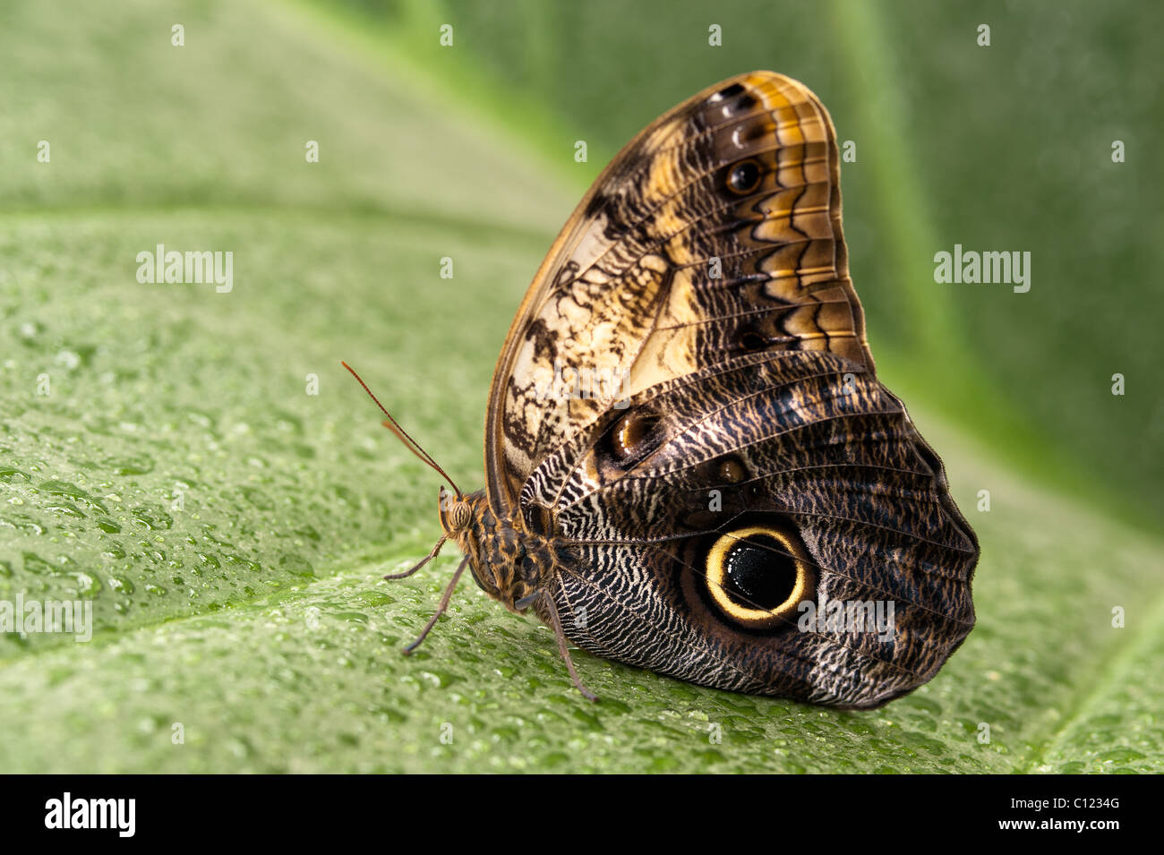 tropical butterfly Owl Caligo memnon Stock Photo - Alamy