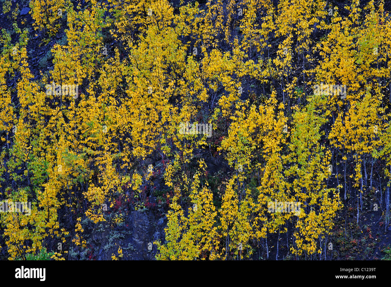 American aspen trees woods hi-res stock photography and images - Alamy