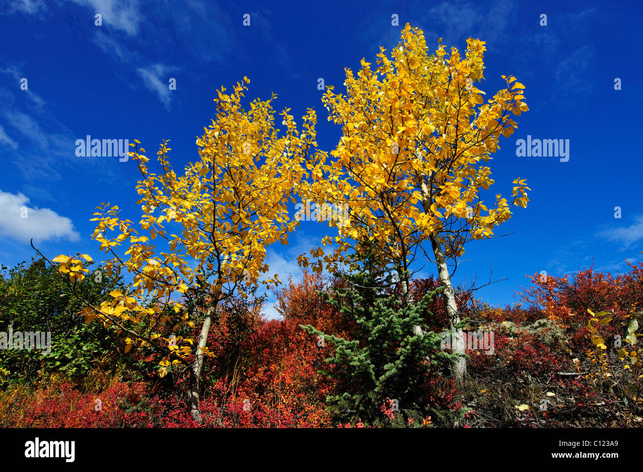 Trees with autumn colours, Denali National Park, Alaska, USA Stock ...