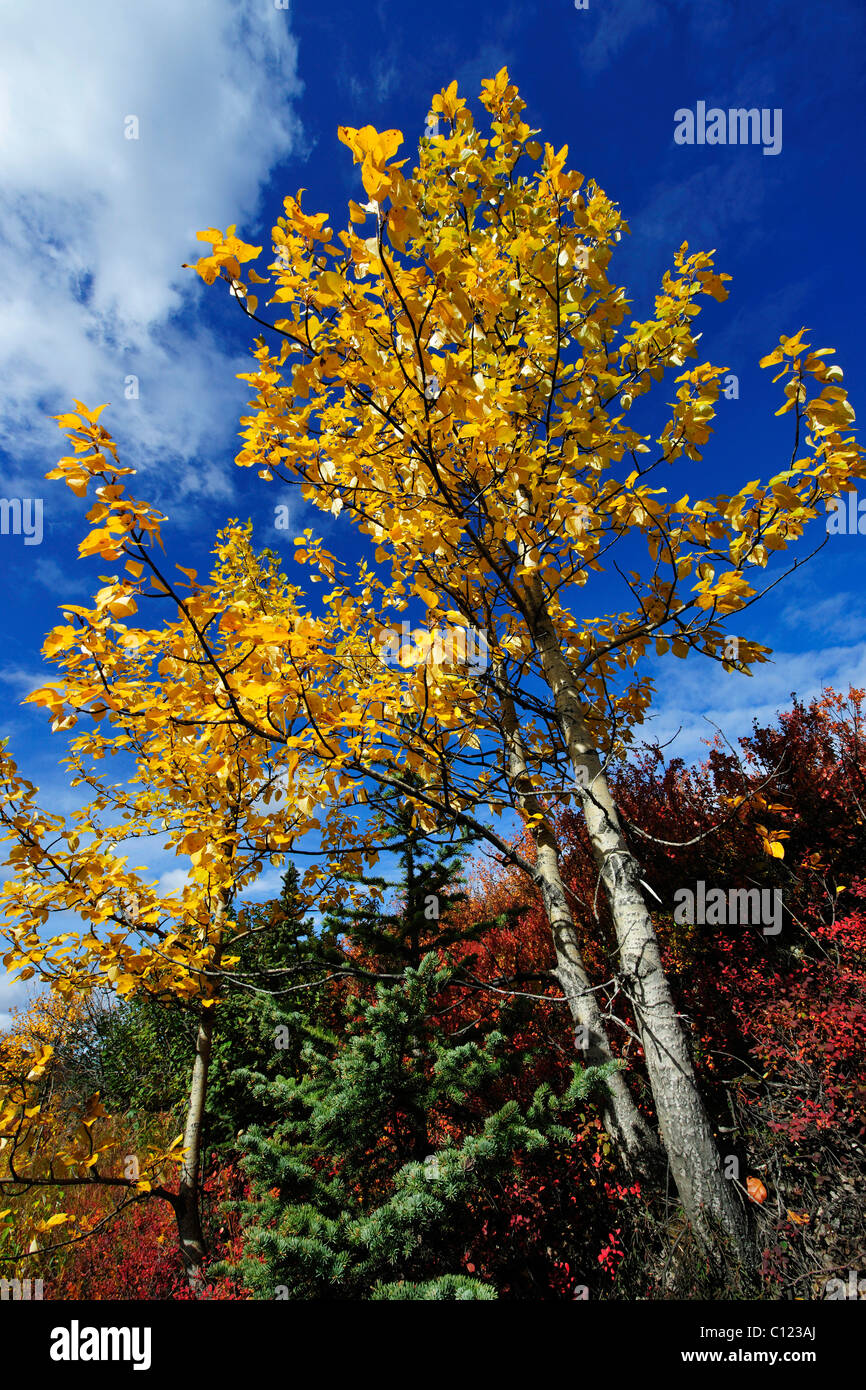 Aspen trees with autumn colours, Denali National Park, Alaska, USA ...