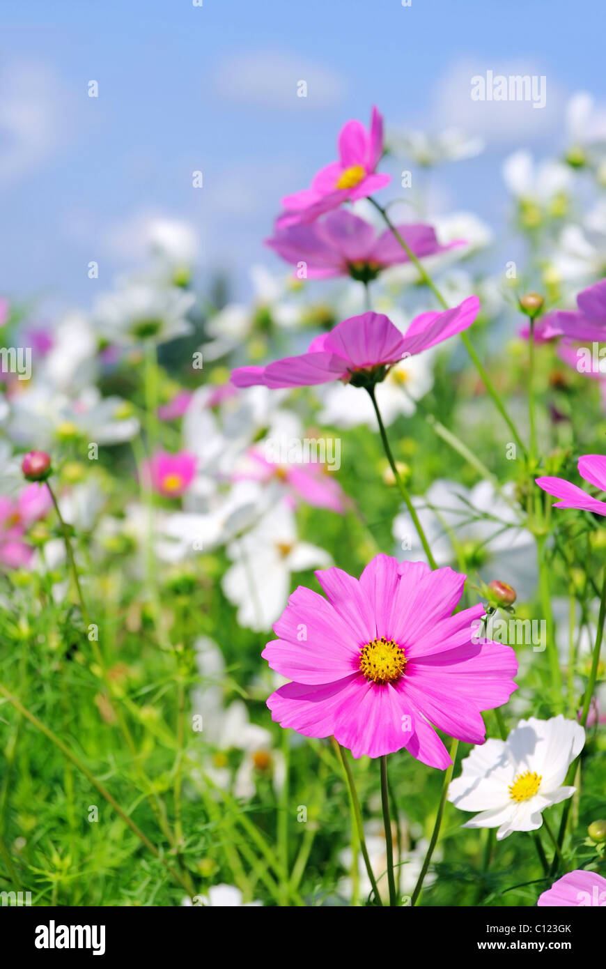 Cosmos flower cosmea hi-res stock photography and images - Alamy