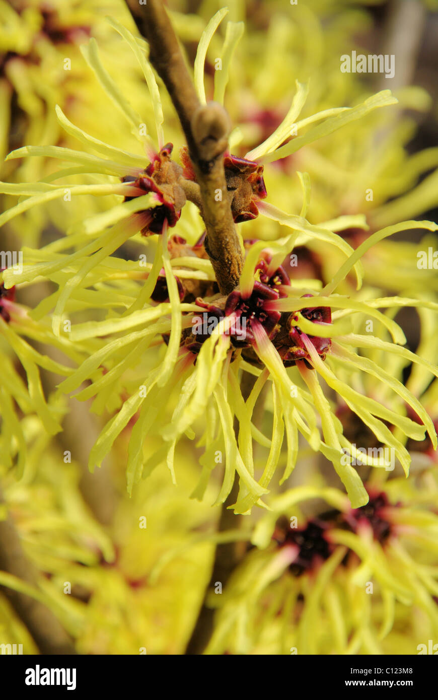 Hamamelis flower hi-res stock photography and images - Alamy