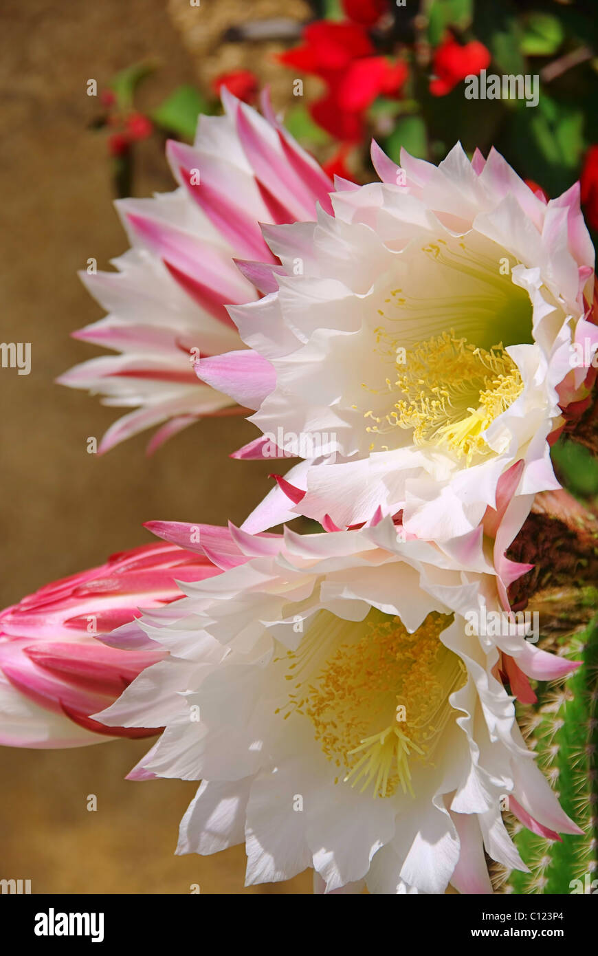 Kaktus Bluete - cactus flower 02 Stock Photo - Alamy