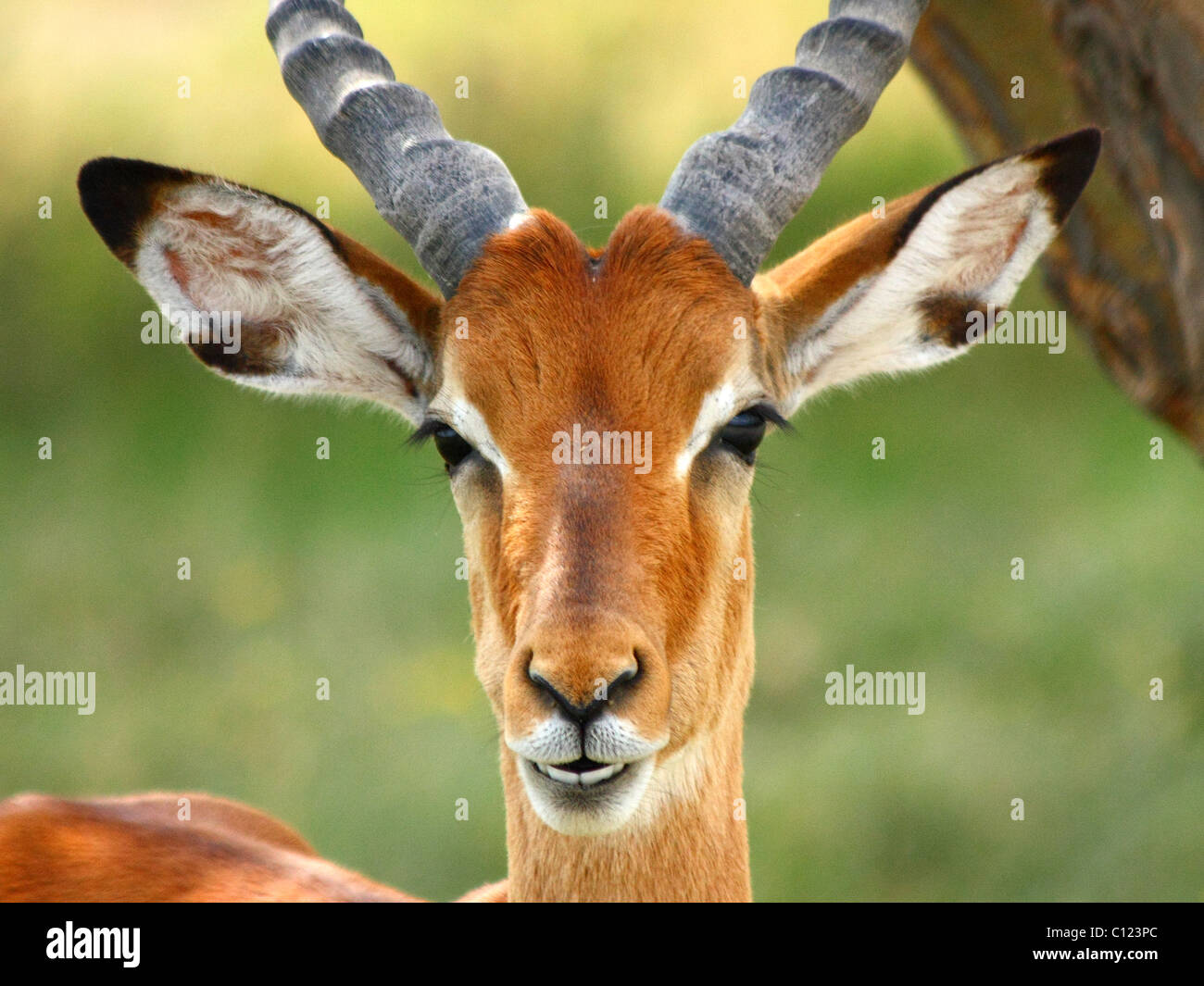Male Impala portrait Stock Photo - Alamy