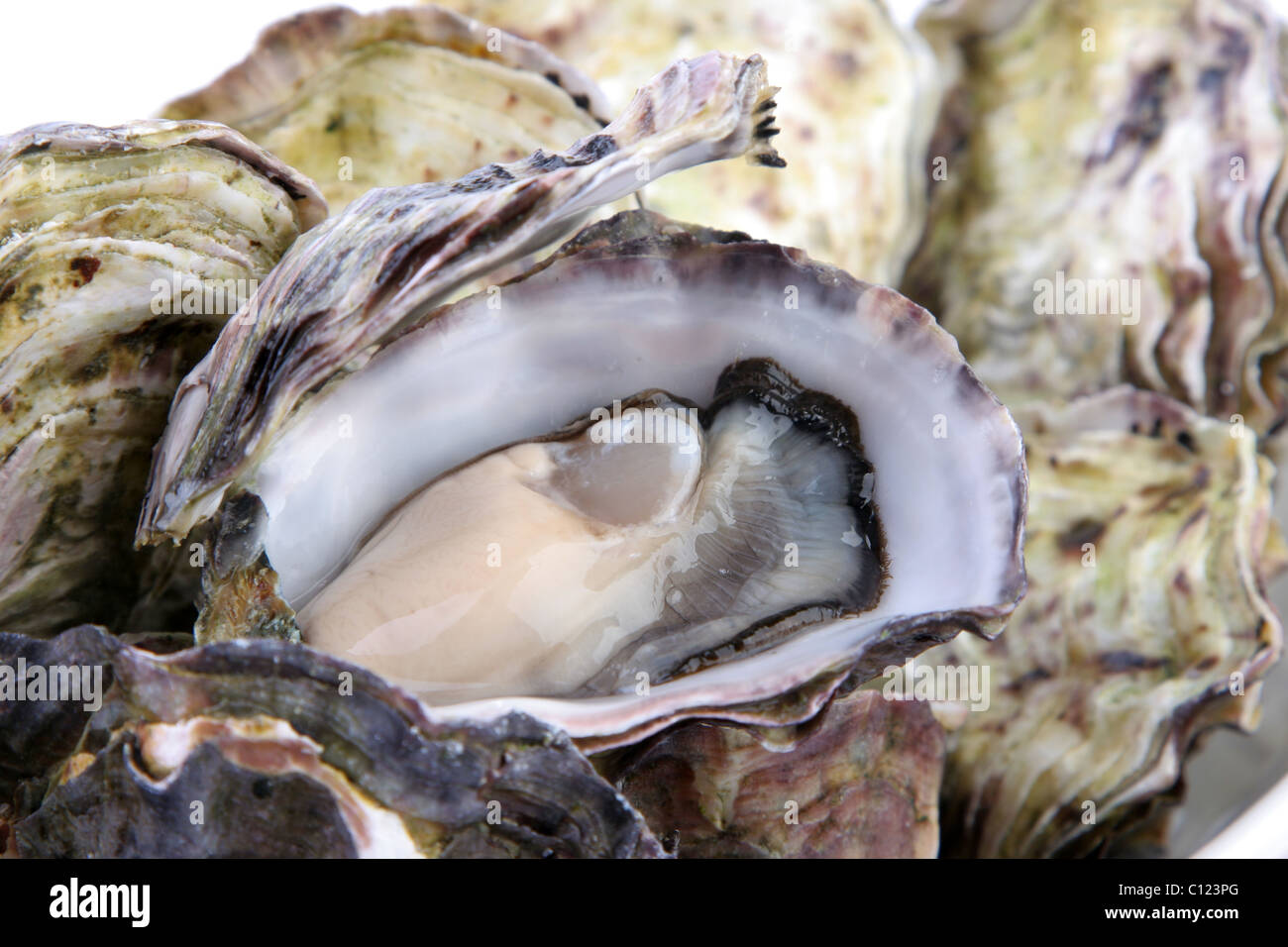 Oyster in shell Stock Photo - Alamy