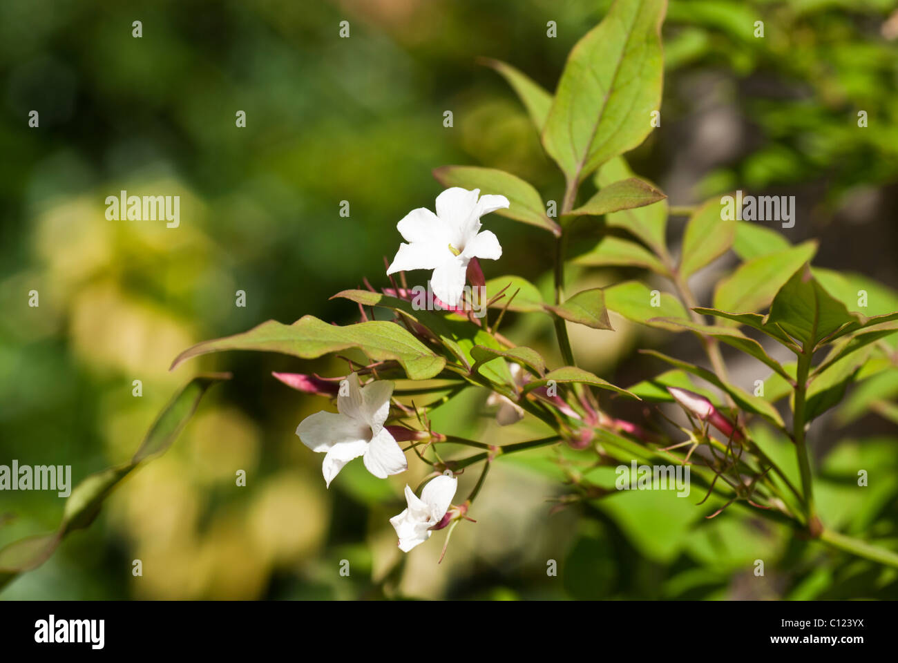 Jasminum cultivar hi-res stock photography and images - Alamy