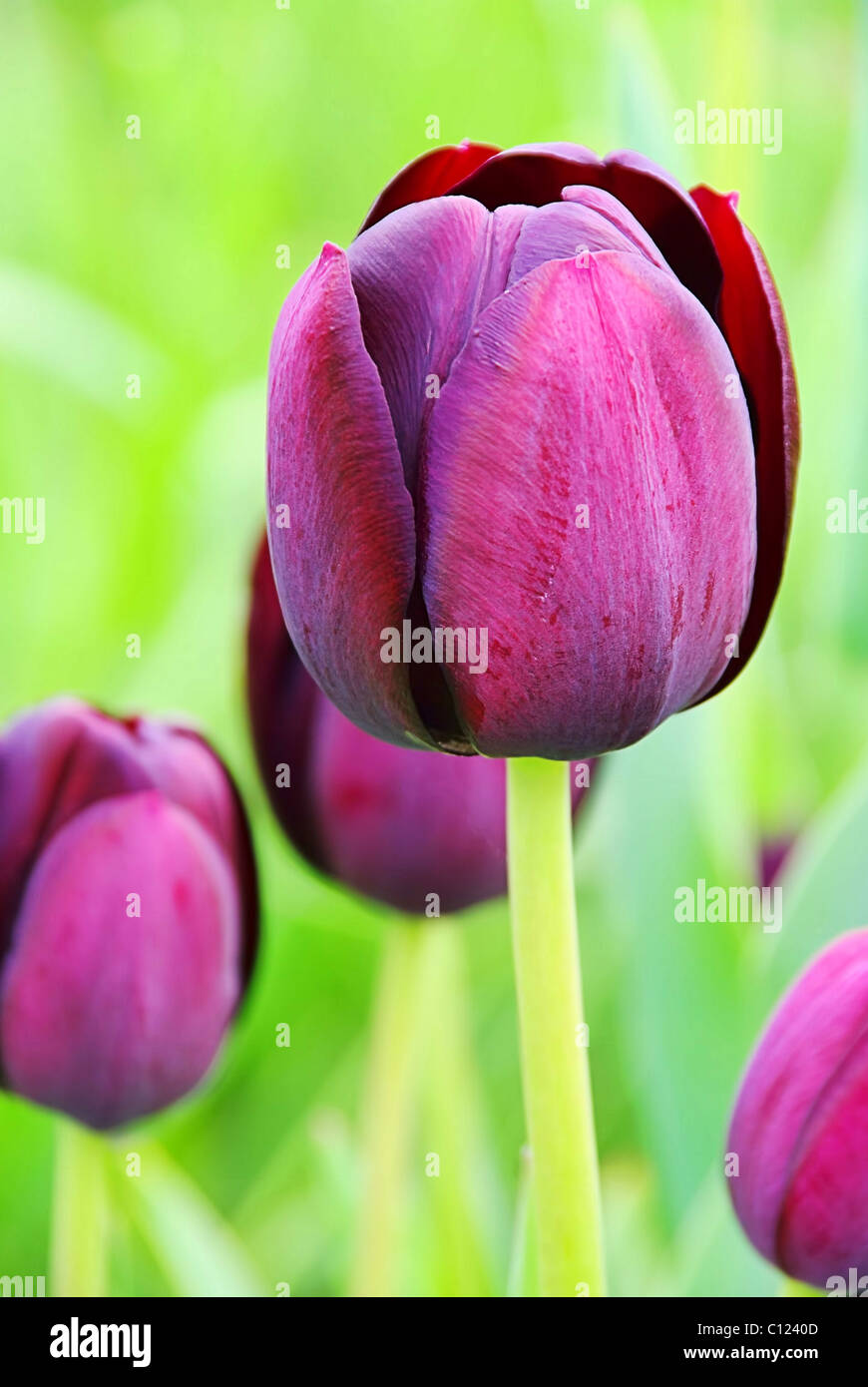 Lila of light hi-res stock photography and images - Alamy