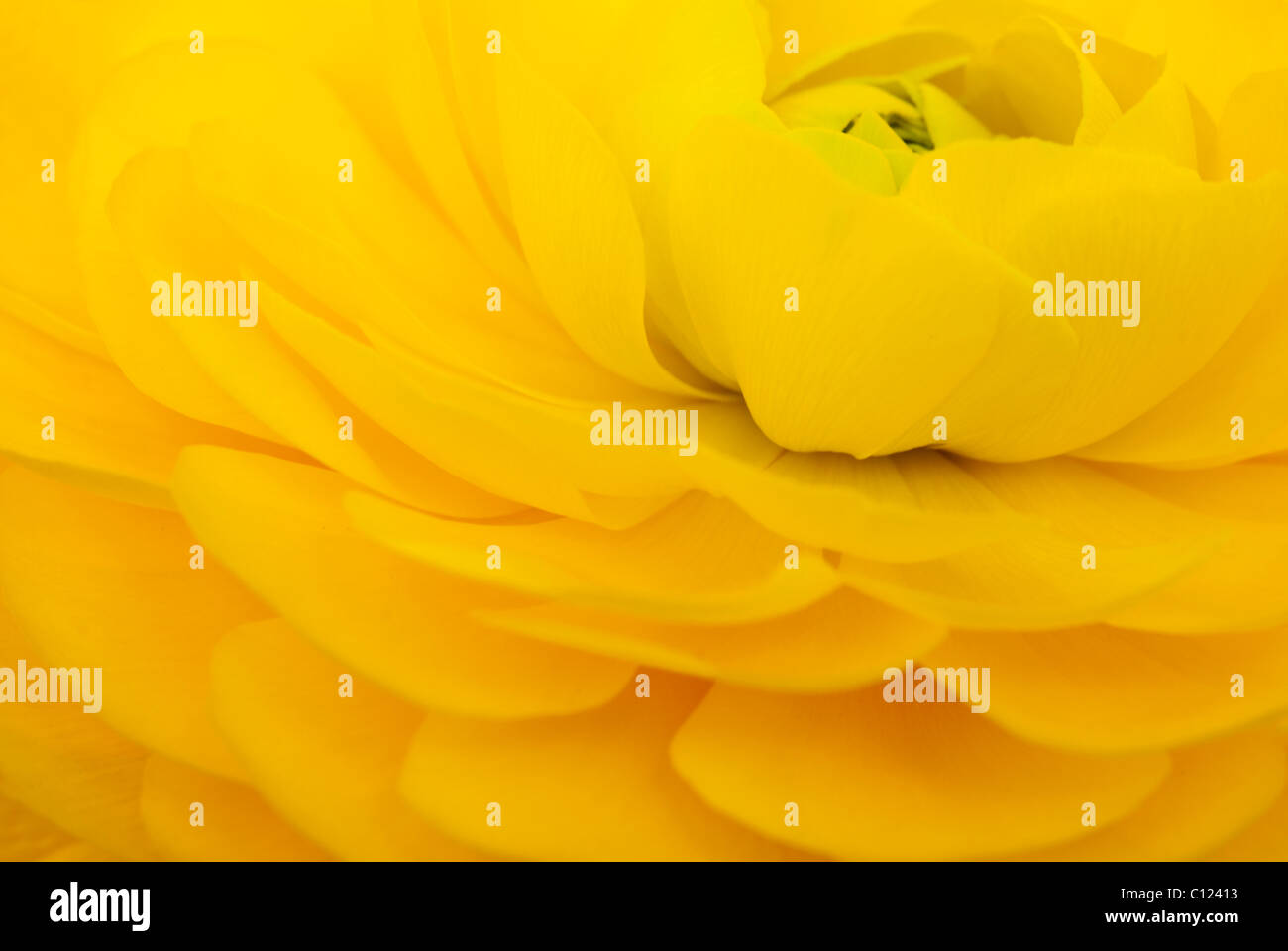 Ranunculus asiaticus Bloomingdale Golden Shades Stock Photo - Alamy