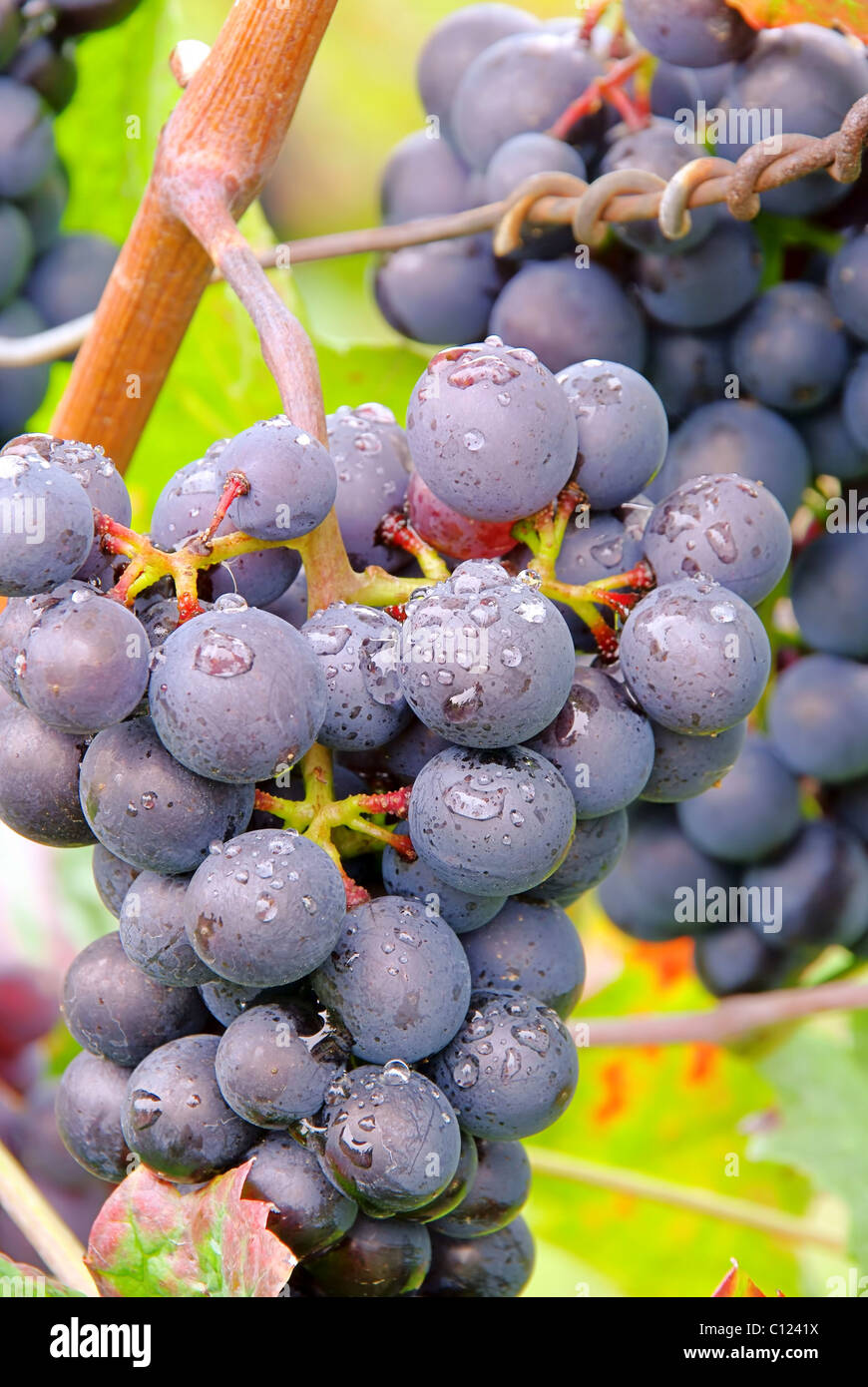 Purple Black Rot On Grapes