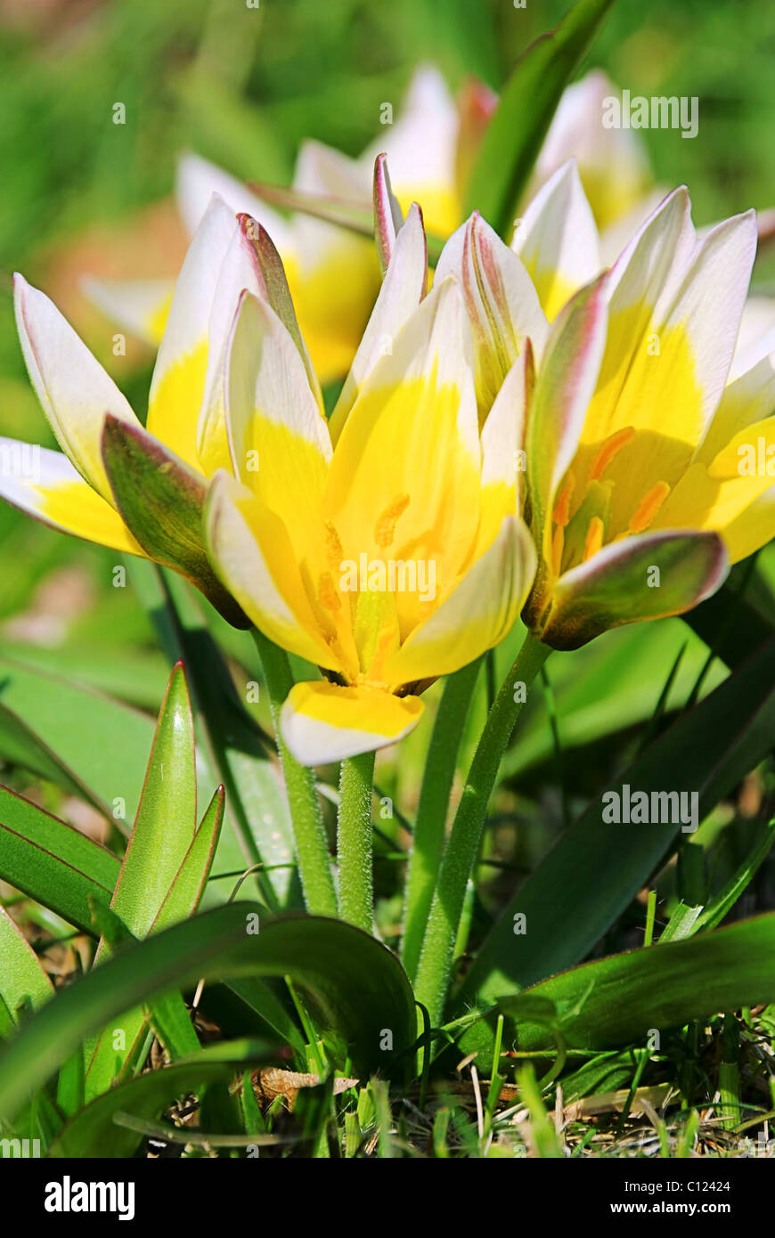 Wildtulpe - wild tulip 06 Stock Photo - Alamy